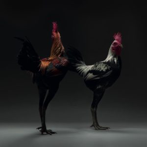 Majestic Portraits of Chickens Taken by Italian Photographers - PlayJunkie
