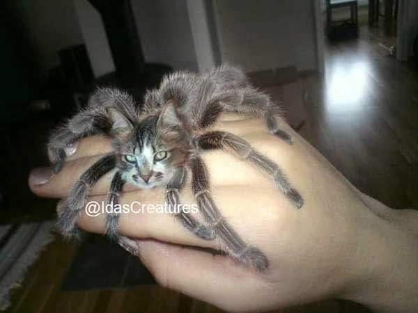 Instagrammer Creates Weird and Hilarious Edits Of Pets - PlayJunkie