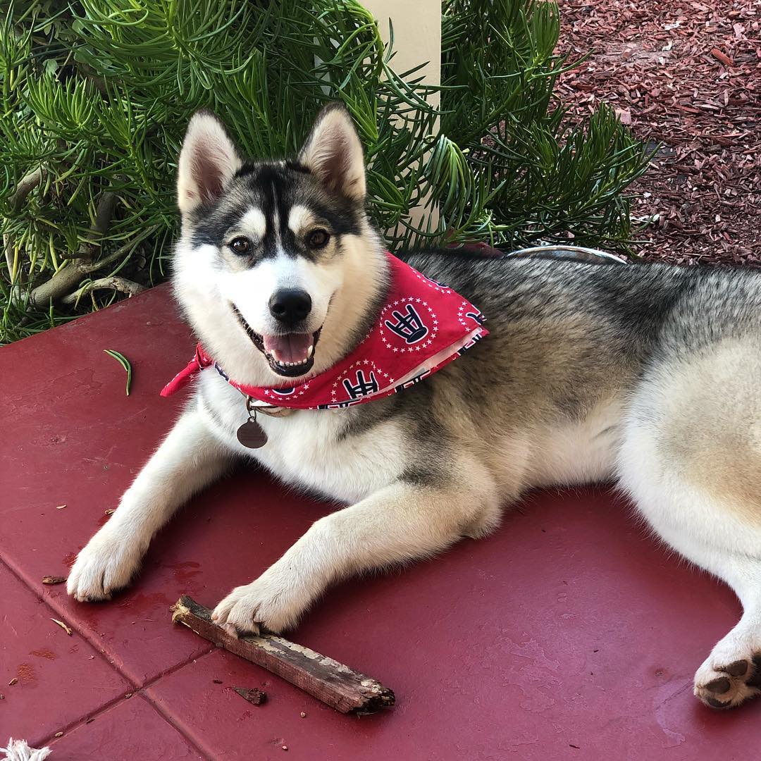 This Adorable Husky is Also a Fitness Instructor - PlayJunkie