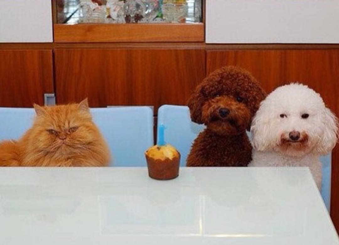 These Pictures of Animals Chilling will Brighten Up Your Day - PlayJunkie