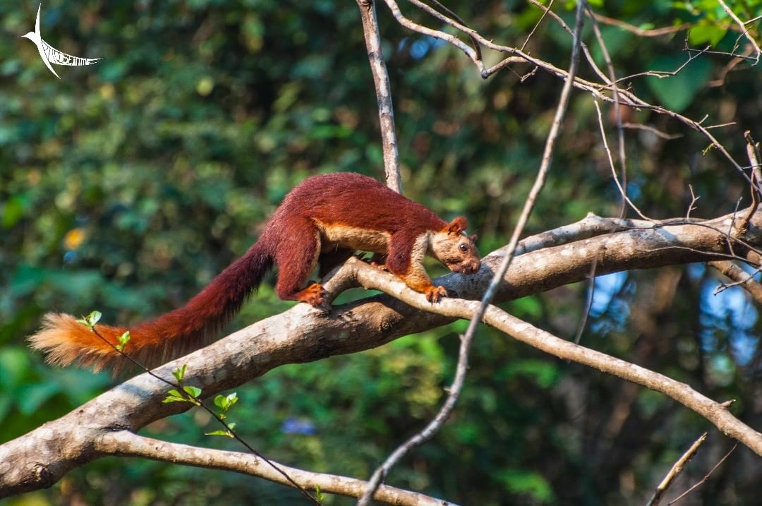 Malabar Giant is the Most Beautiful Squirrel You've Ever Seen - PlayJunkie