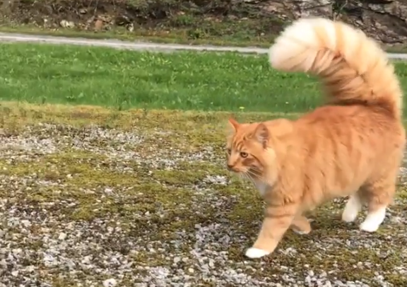 This Instafamous Cat Has The Fluffiest Tail We've Ever Seen! - PlayJunkie