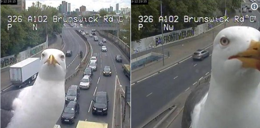 Meet London's Favorite Traffic Reporters - PlayJunkie