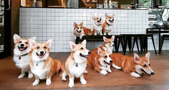 Coffee and Cute Corgis... Yes Please! - PlayJunkie