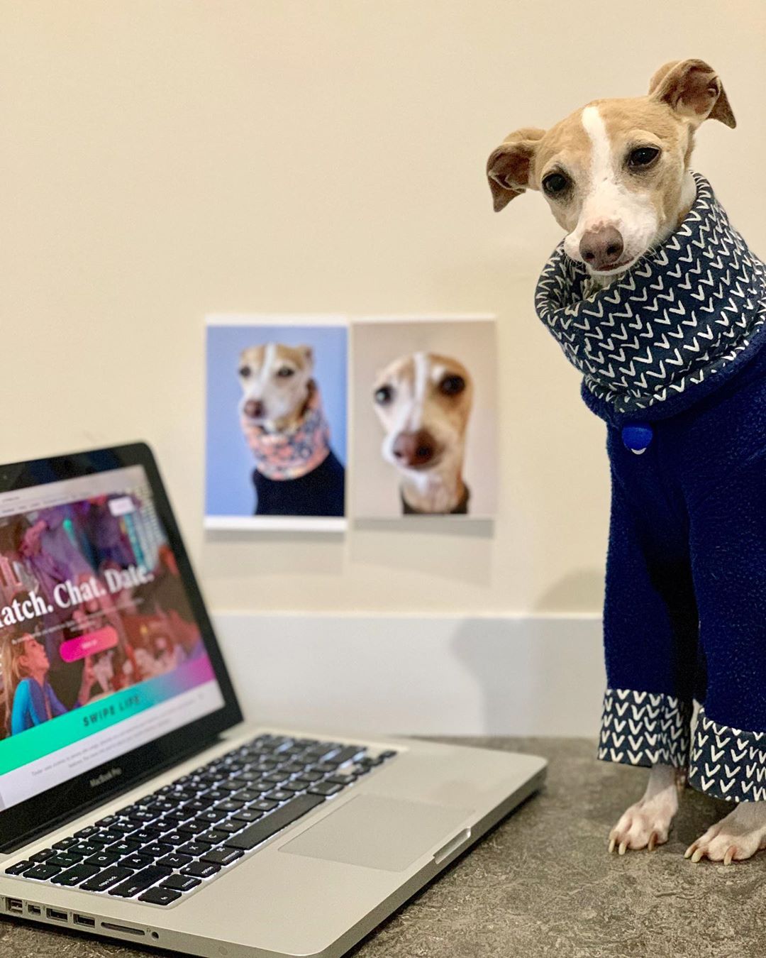 Hipster Alert! Meet the Trendiest Dog on Instagram - PlayJunkie