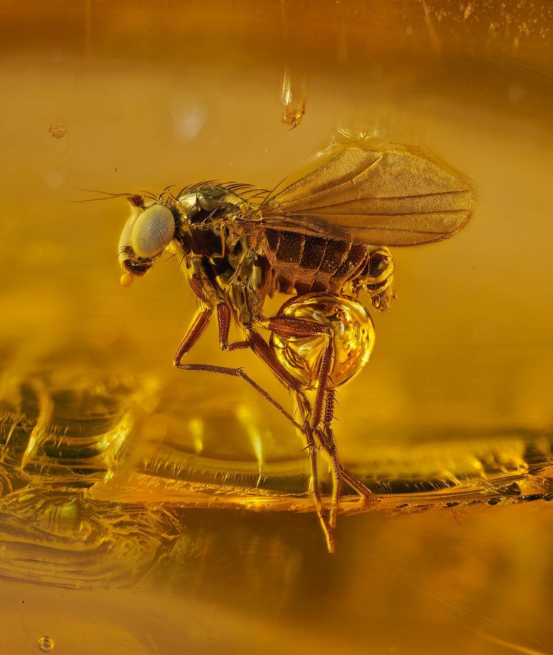 Levon Biss Zooms In on Insects and the Result is Stunning - PlayJunkie