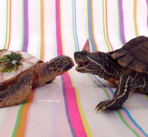 Meet the World Renowned Instagram Turtles - PlayJunkie