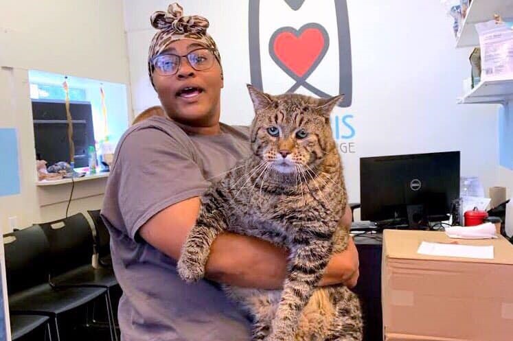 This "Chonky" Tabby Cat is Looking For a New Home - PlayJunkie