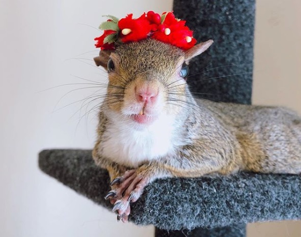 Jill is the Cutest Squirrel On Instagram - PlayJunkie