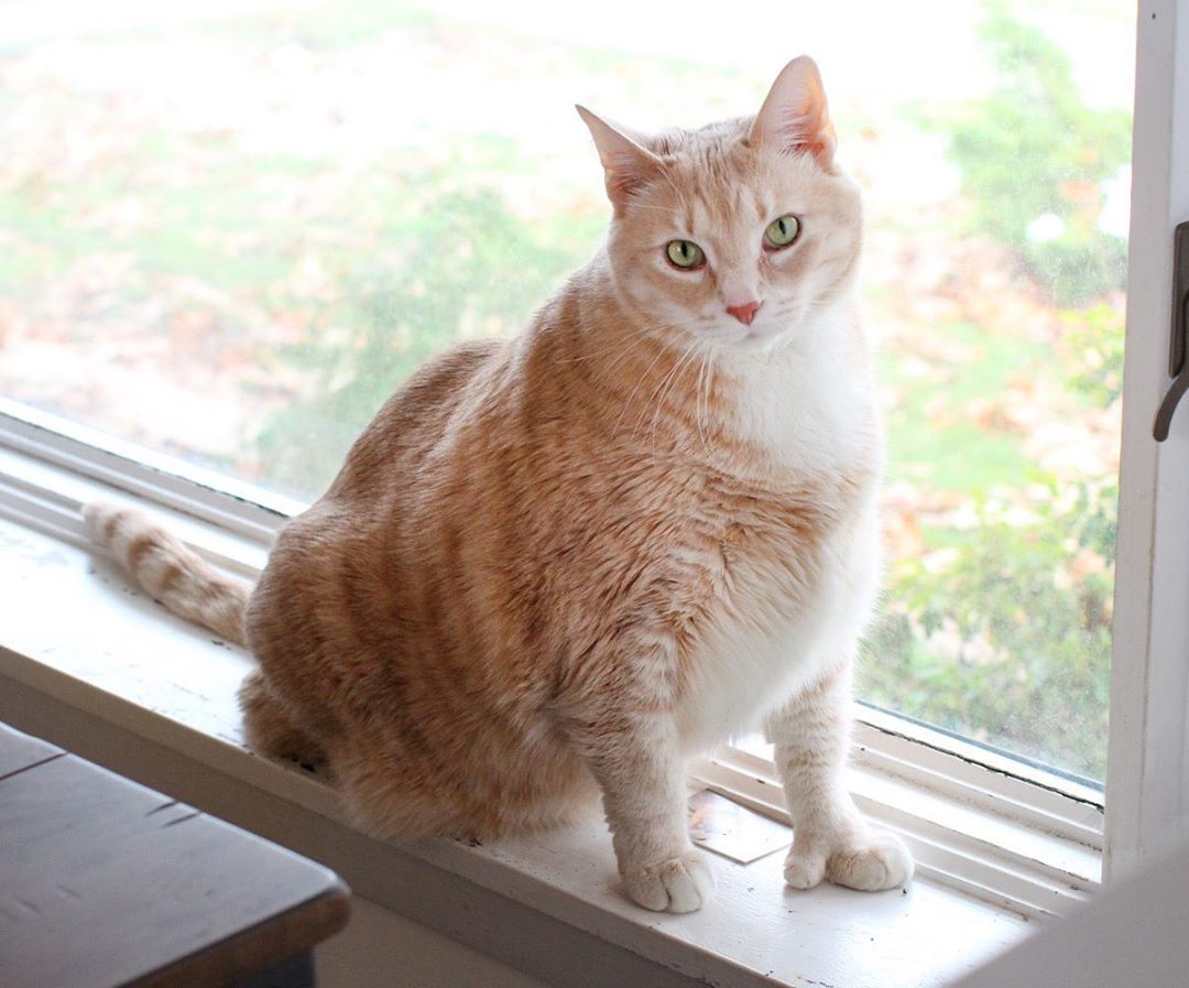 This Chunky Cat's Weight Loss Journey Will Inspire You to Start Eating ...