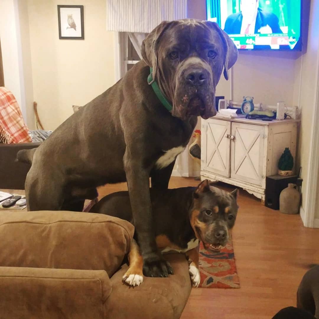 This Dog Shows How Much He Loves His Sister By Sitting On Her - PlayJunkie