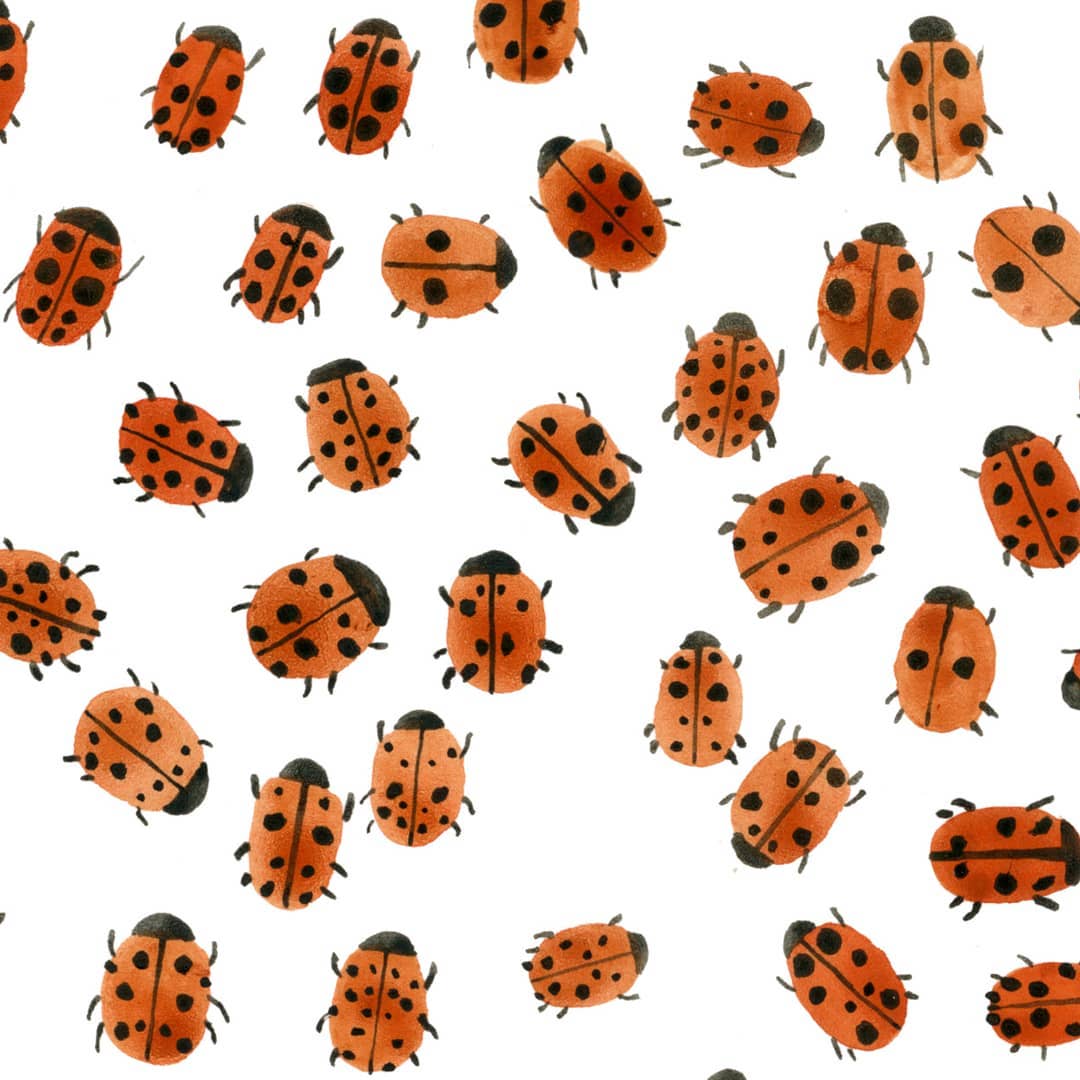 This Illustrator Finds Patterns In Nature - PlayJunkie