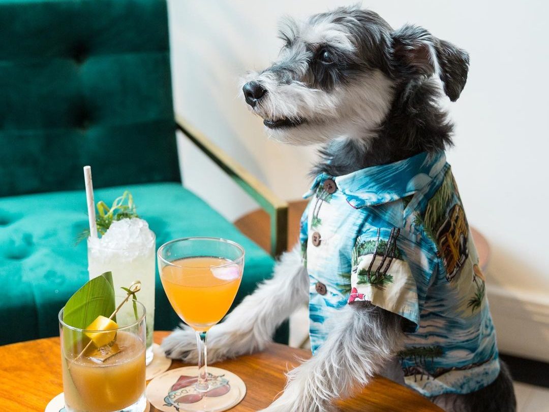 Remix the Dog is a Superstar in the Making - PlayJunkie