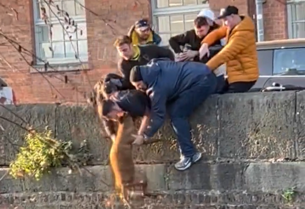 Video of Impressive Dog Rescue Mission Restores Internet’s Faith in ...